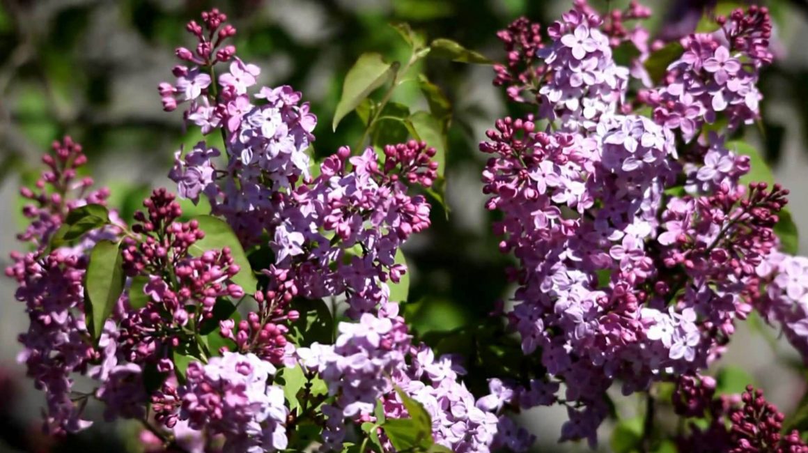 26 Vibrant Springtime Flowers to Spruce Up Your Yard