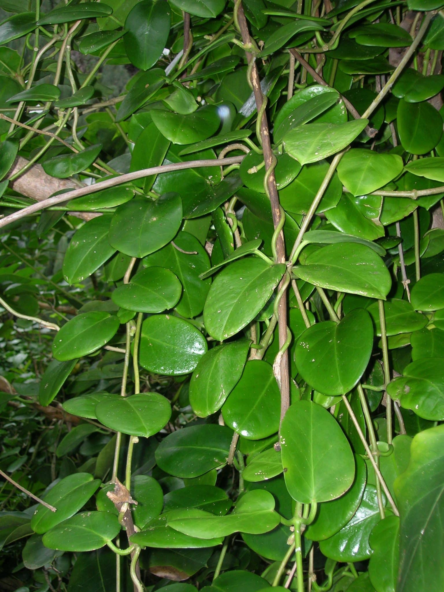 Your Best Guide to Hoya Australis Plant Care