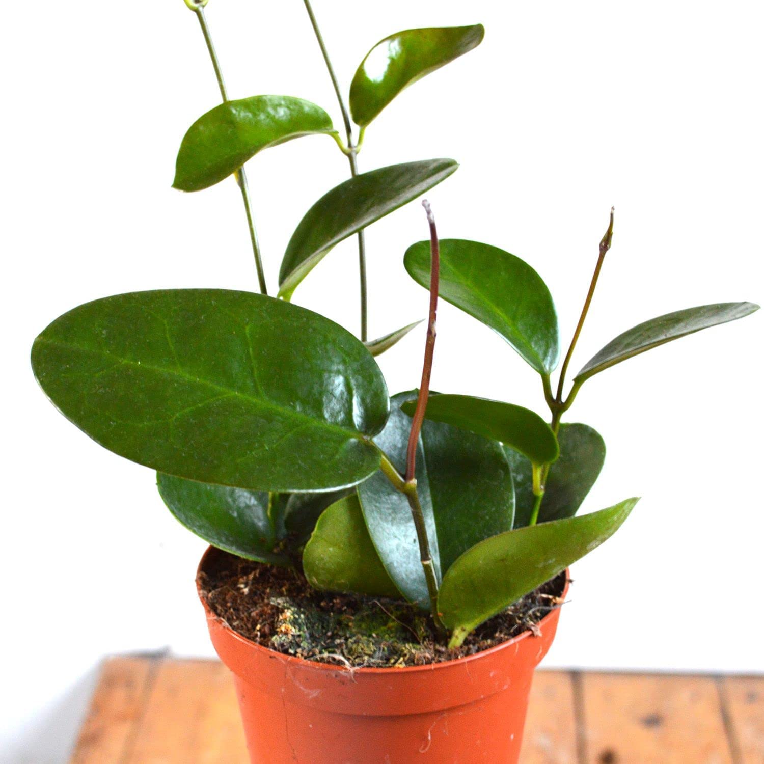 Your Best Guide to Hoya Australis Plant Care