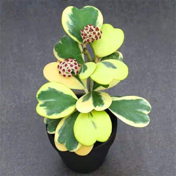 Your Best Guide to Hoya Australis Plant Care