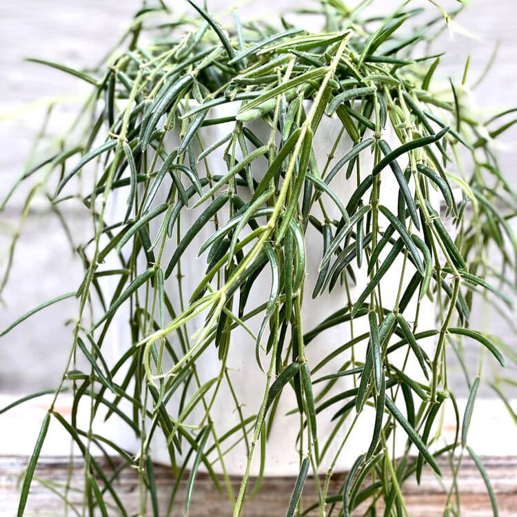 Your Best Guide to Hoya Australis Plant Care